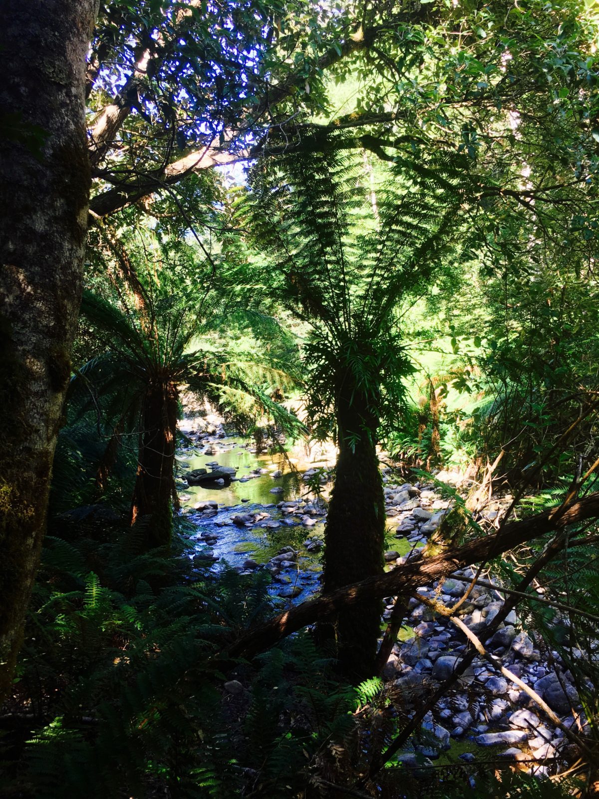 Epic 6 Day Tasmania Road Trip - Schuck Yes